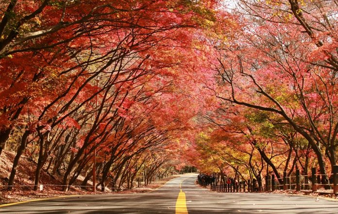 Seoul autumn foliage 2025 forecast — When & 13+ best places to see ...