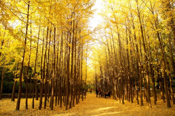 How to visit Korea in November: 12+ Top things to do & best places to ...