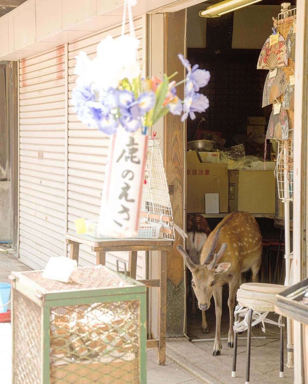 Nara travel blog — The fullest Nara travel guide for first-timers ...