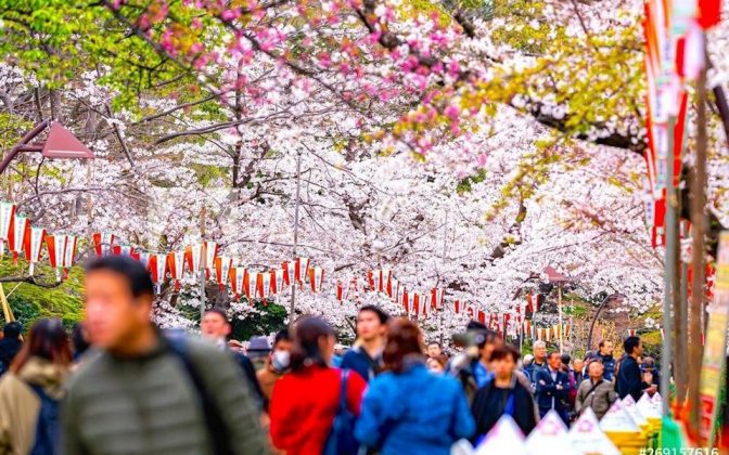 What is Hanami in Japan? The meaning & 9+ best places for Hanami in ...