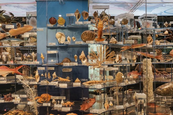 Exhibits in the National Museum of Natural and Science, Tokyo, Japan ...