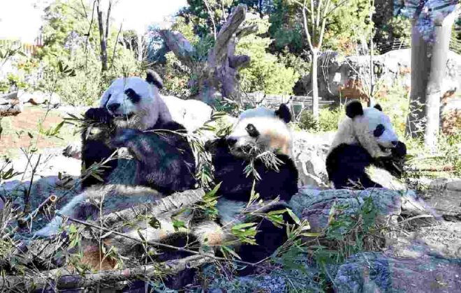 Ueno Tokyo guide — The Ueno travel guide with the best things to do in ...