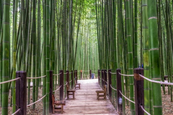 Taehwagang-River-Grand-Park - Living + Nomads – Travel tips, Guides ...