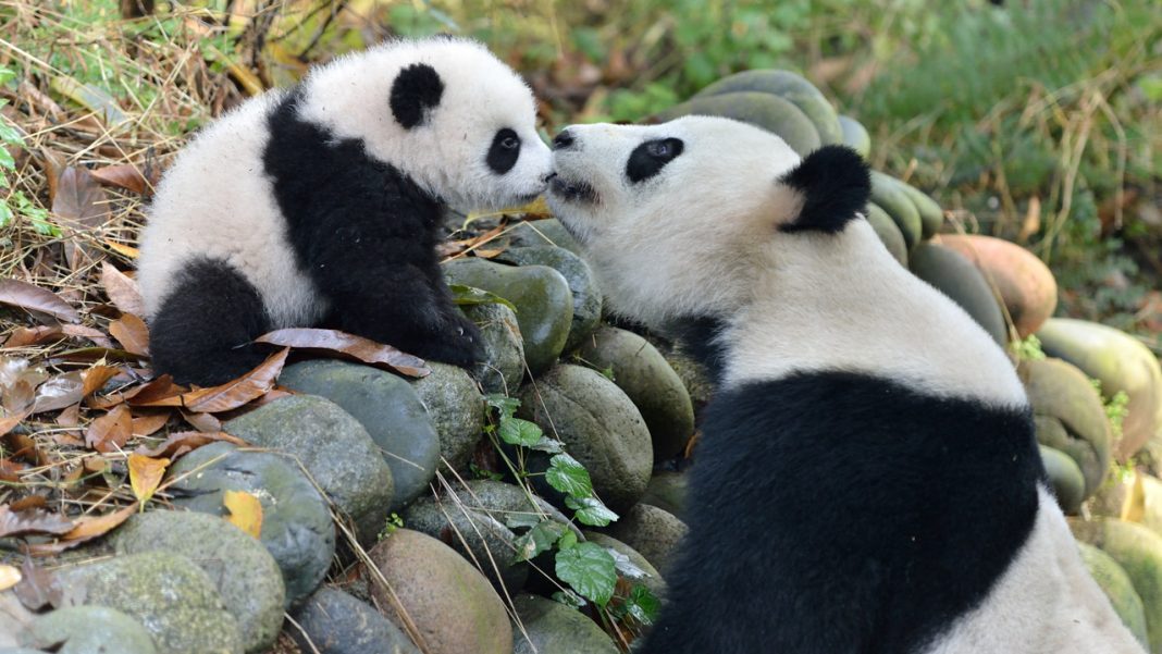 Top things to do in Chengdu — 26+ must-see & best things to do in ...