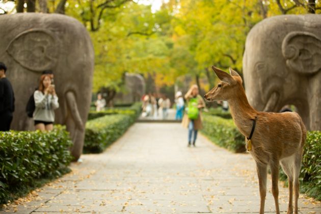 What to do in Nanjing? — 10 top, must-see places & best things to do in ...