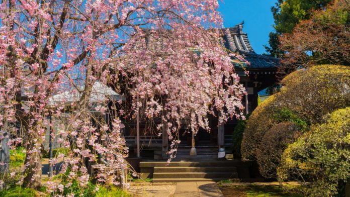 Tokyo best temples & shrines — 7 most famous, beautiful shrines & best ...