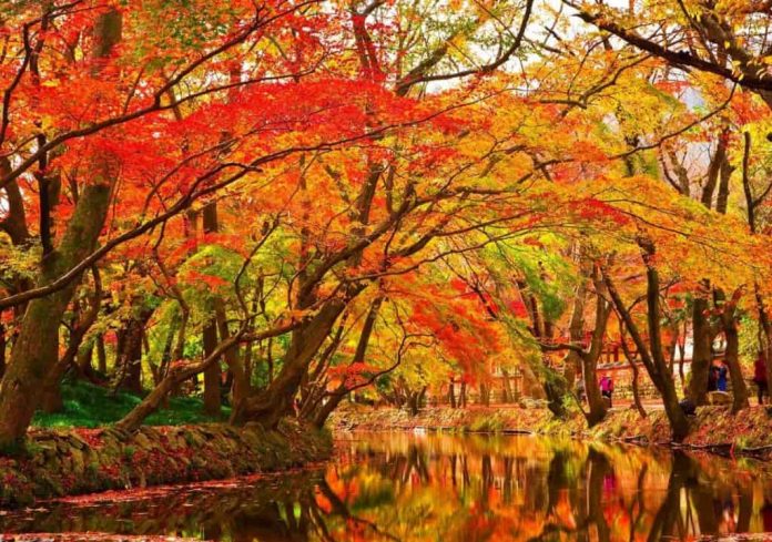 Taiwan Fall Foliage Forecast 2025 — When & 9+ Best Place to See Autumn ...