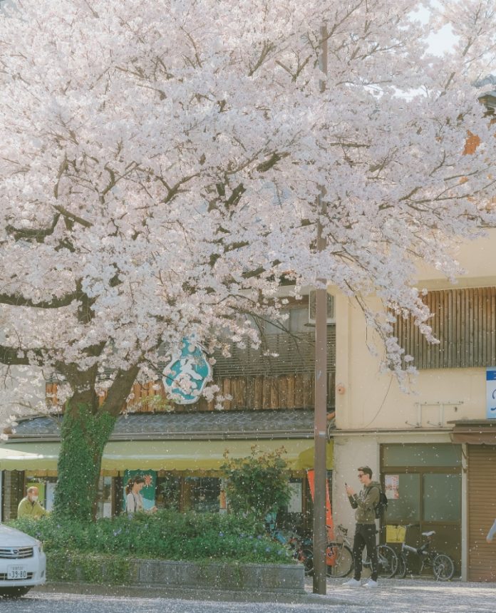 What is Hanami in Japan? The meaning & 9+ best places for Hanami in ...