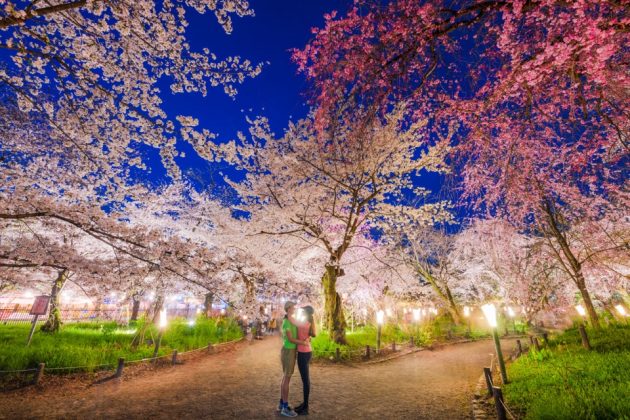 What is Hanami in Japan? The meaning & 9+ best places for Hanami in ...