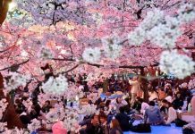 What is Hanami in Japan? The meaning & 9+ best places for Hanami in ...