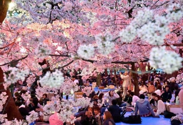 What is Hanami in Japan? The meaning & 9+ best places for Hanami in ...