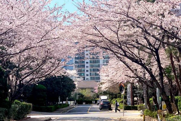 When is the best time to visit Busan? — The best, worst, affordable ...