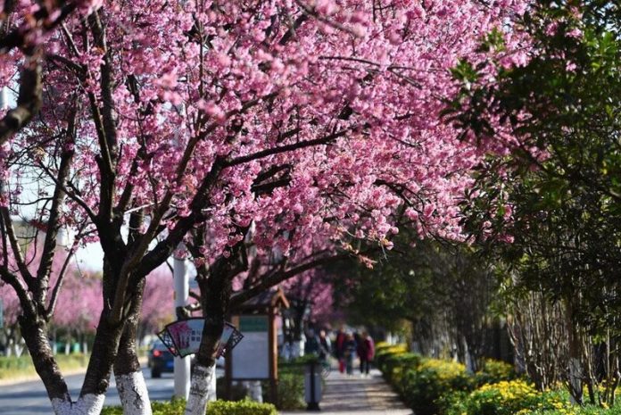 Kunming travel blog — The fullest Kunming travel guide for first-timers ...