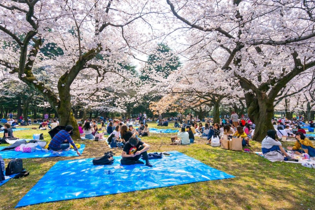 What is Hanami in Japan? The meaning & 9+ best places for Hanami in ...