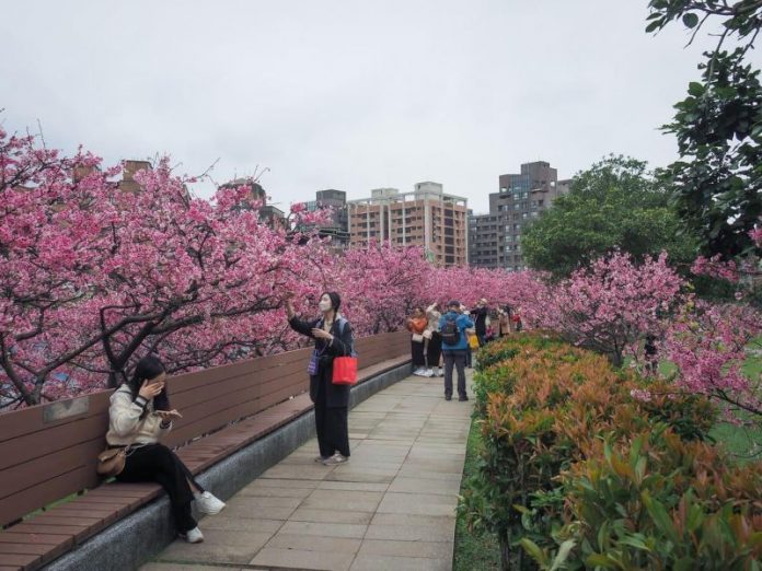 Taiwan cherry blossom 2026 forecast & 15+ new viewing spots & where to ...