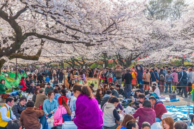 What is Hanami in Japan? The meaning & 9+ best places for Hanami in ...